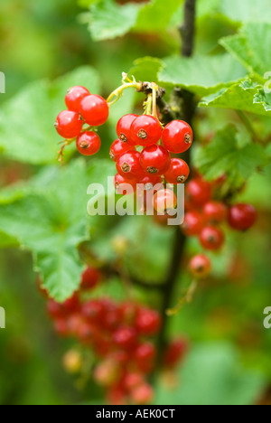 Rote Johannisbeeren / Red currants Stock Photo - Alamy