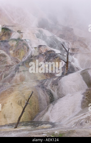 USA, Wyoming, Mammoth Hot Springs, Yellowstone National Park Stock ...