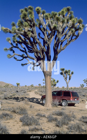 Joshua Tree National Park Stock Photo - Alamy