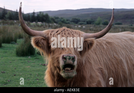 Highland cattle (Bos taurus) adult animal eating grass, Norfolk ...