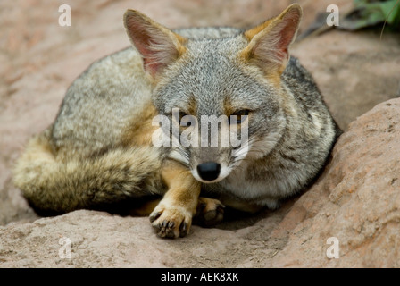 Sechuran Fox or Peruvian Desert Fox (Lycalopex sechurae) in dry forest ...