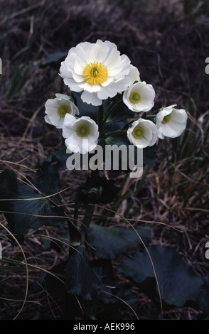 Mount Cook buttercup, or lily (Ranunculus lyallii) the world's largest ...