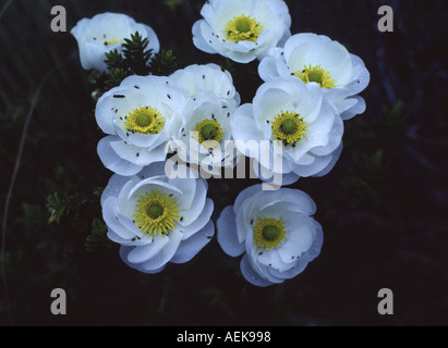 Mt Cook Lily Ranunculus lyallii the largest buttercup in the world ...