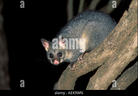 Common Brush-tailed Possum - Trichosurus vulpecula, cute nocturnal ...
