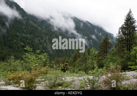 The misty, primeval forests of the Minshan (or Min Mountains) in ...