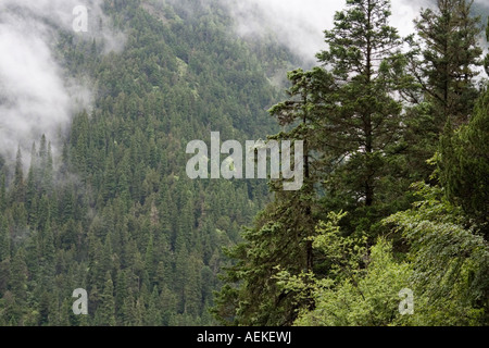 The misty, primeval forests of the Minshan (or Min Mountains) in ...