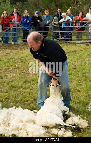 Spectators watching demonstration of sheep shearing at agricultural ...