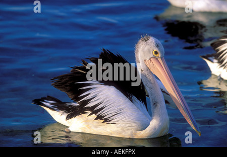 Australian pelican (Pelecanus conspicillatus) in an aggressive pose ...