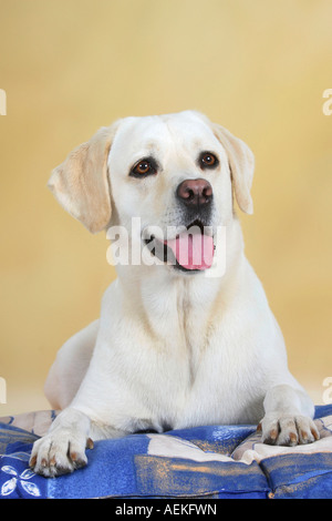 A vertical shot of a labrador retriever lying its head on the floor at ...