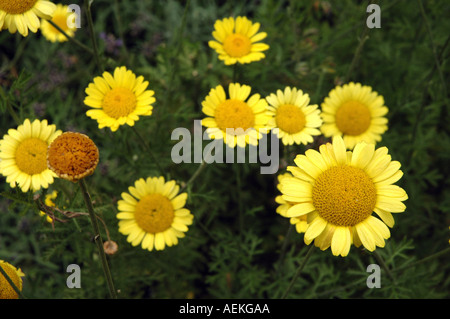Marguerite Daisy, Dyer's Chamomile, Ox-eye Chamomile, Boston Daisy or ...