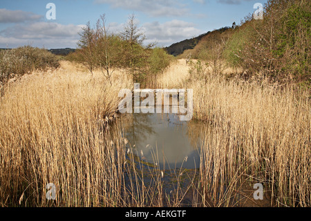 Marsh near Nicholaston Burrows Oxwich Bay Gower Peninsula South Wales ...