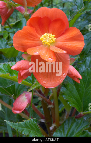 Close-up of vibrant orange begonia flowers blooming in a rustic ...