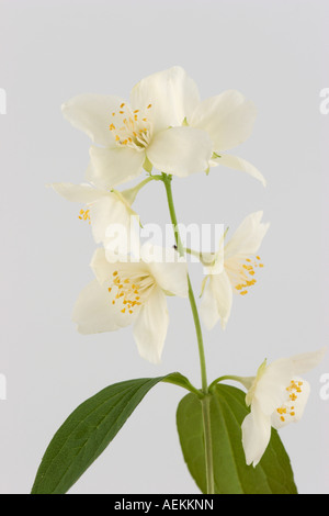 Twig with white jasmine flower close-up in spring on a blur background ...