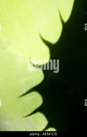 Cactus and shadow Stock Photo - Alamy