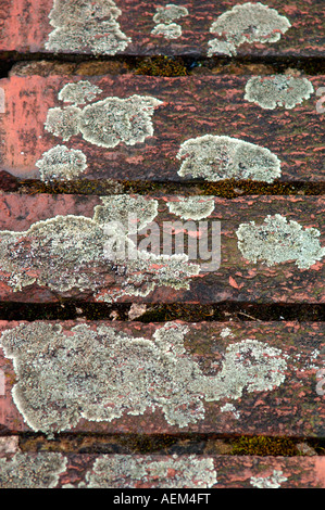 Lichens growing on a wall Stock Photo - Alamy