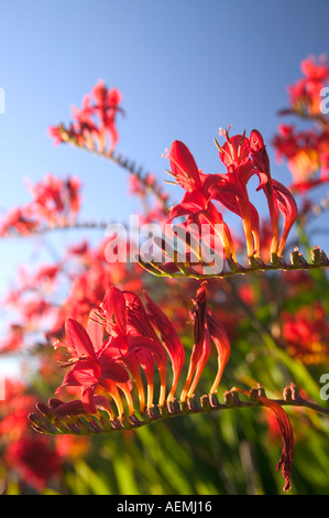 Montbretia flowers growing in holehird Gardens windermere Cumbria Stock ...