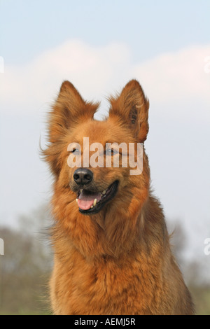 Harz Fox Portrait Stock Photo - Alamy