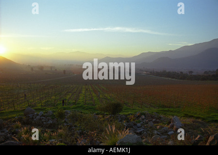 Vineyard. Bodega Altair, Region del Maule, Chile Stock Photo - Alamy