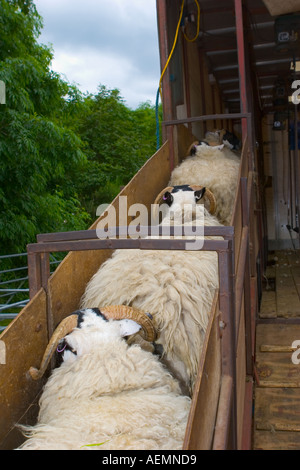 sheep loading onto lorry for transport Stock Photo - Alamy