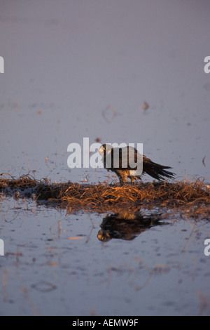 peregrine falcon Falco pereginus 1002 coastal plain of the Arctic ...