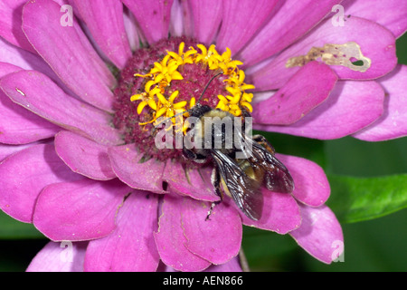 Bumblebee on pinwheel zinnia Stock Photo - Alamy