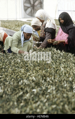 Jordanian agricultural workers grading and boxing grapes for export on ...
