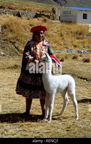 alpaca (Lama pacos), peruvian woman standing with her Alpacas in front ...