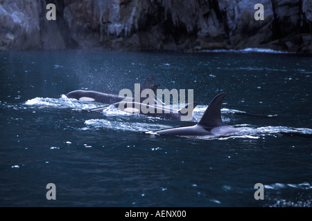 Orca (Orcinus orca) pod surfacing, Kenai Fjords National Park, Alaska ...