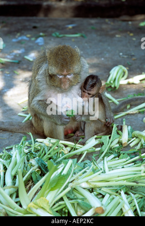 Mother macaques monkey loving and caring her cute baby Stock Photo - Alamy