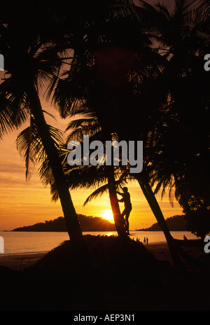 Toddy tapper climbing a palm tree to collect toddy ( palm tree wine ...