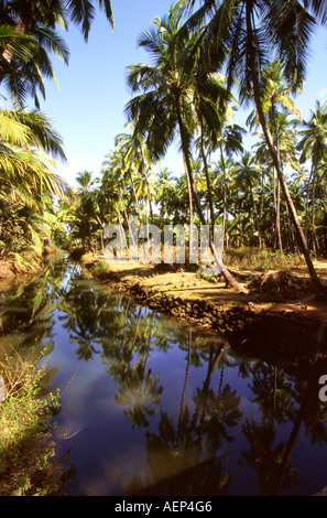 India Goa Agonda agriculture rice paddies being prepared for planting ...