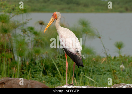 Stork bird near the lake on a summer day Stock Photo - Alamy