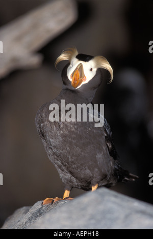 Beautiful Tufted Puffin (Fratercula cirrhata) swimming in the Osaka ...