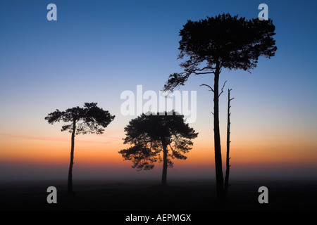Misty Fog in Pine Forest on Mountain Slopes Stock Photo - Alamy