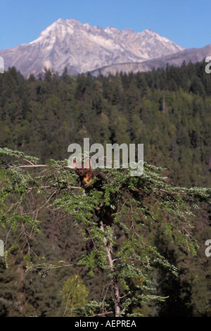 pine marten Martes americana up a tree at the foothills of the ...