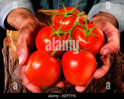 A person is holding a red tomato in their hands. The garden has green ...