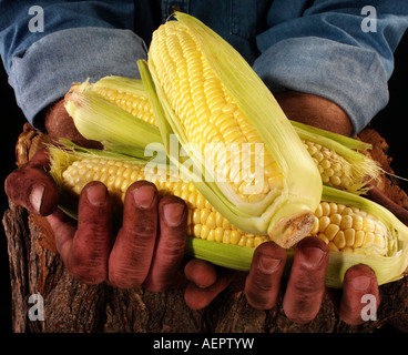 Man Harvesting corn on the cob Mersley farms isle of wight england uk ...