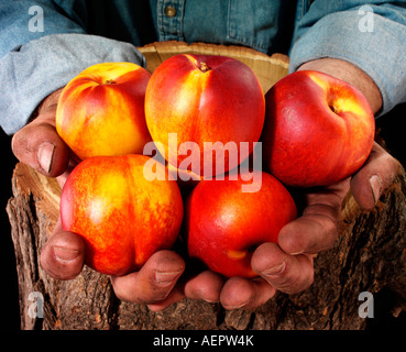 MAN HOLDING FRESH NECTARINES Stock Photo - Alamy