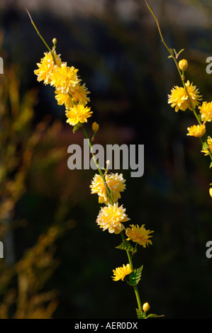 Kerria japonica 'Pleniflora', Japanese Rose Spring flowering plant ...