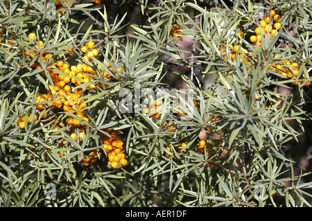 hippophae rhamnoides in prague czech republic summer of 2004 Group ...