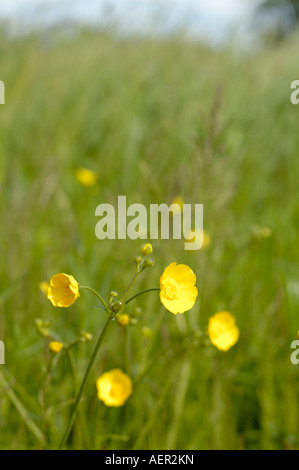 A field of yellow Buttercups, Ranunculus bulbosus, native wildflower in ...