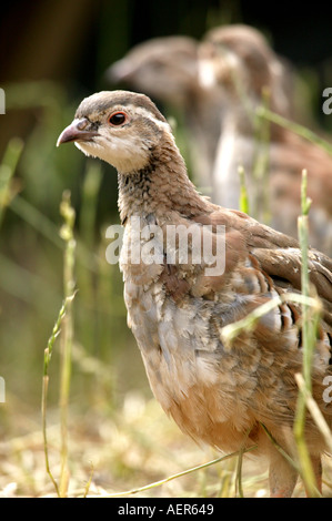 Red Legged Partridge Poults Stock Photo - Alamy