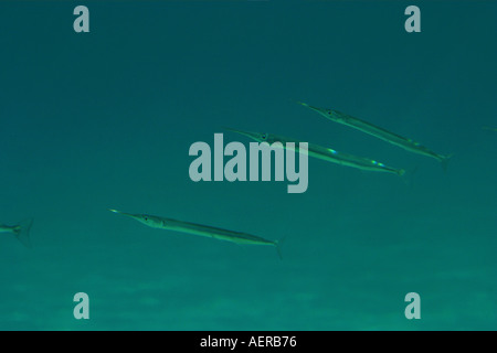 Needlefish in Aegean Sea Mediterranean Stock Photo - Alamy