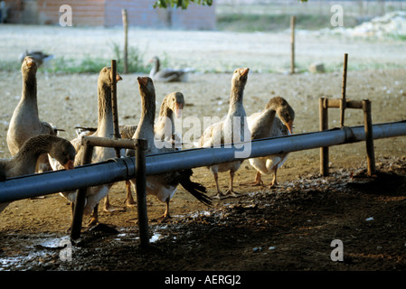 Goose being force fed. Gavage des oies, Perigord France Stock Photo - Alamy
