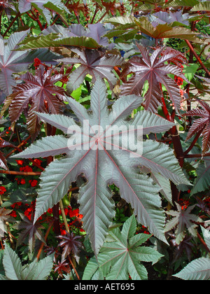 Ricinus communis Impala Castor oil plant Stock Photo - Alamy