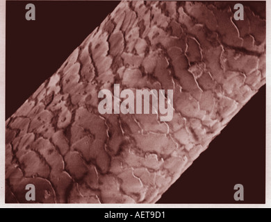 woman s hair by scanning electron microscope Stock Photo - Alamy