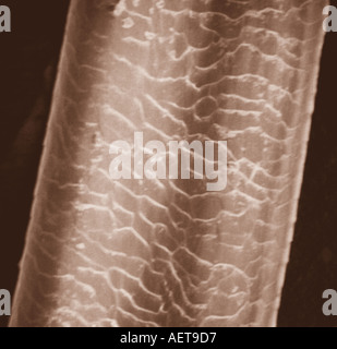 woman s hair by scanning electron microscope showing split end Black ...
