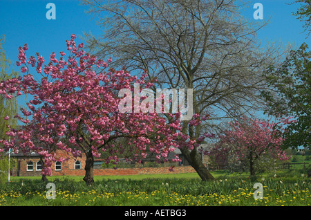 Blossom Tree in Muston North Yorkshire England United Kingdom U K Great ...