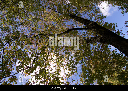 autumn leaves on tree branch with natural sunlight yellow green orange ...