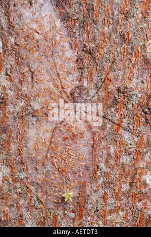 Two tailed spider Hersilia occidentalis Hersiliidae female on a tree ...